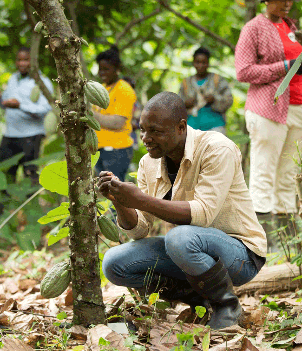 COCOA RESEARCH INSTITUTE OF GHANA | Ghana Cocoa Board(COCOBOD) in Accra